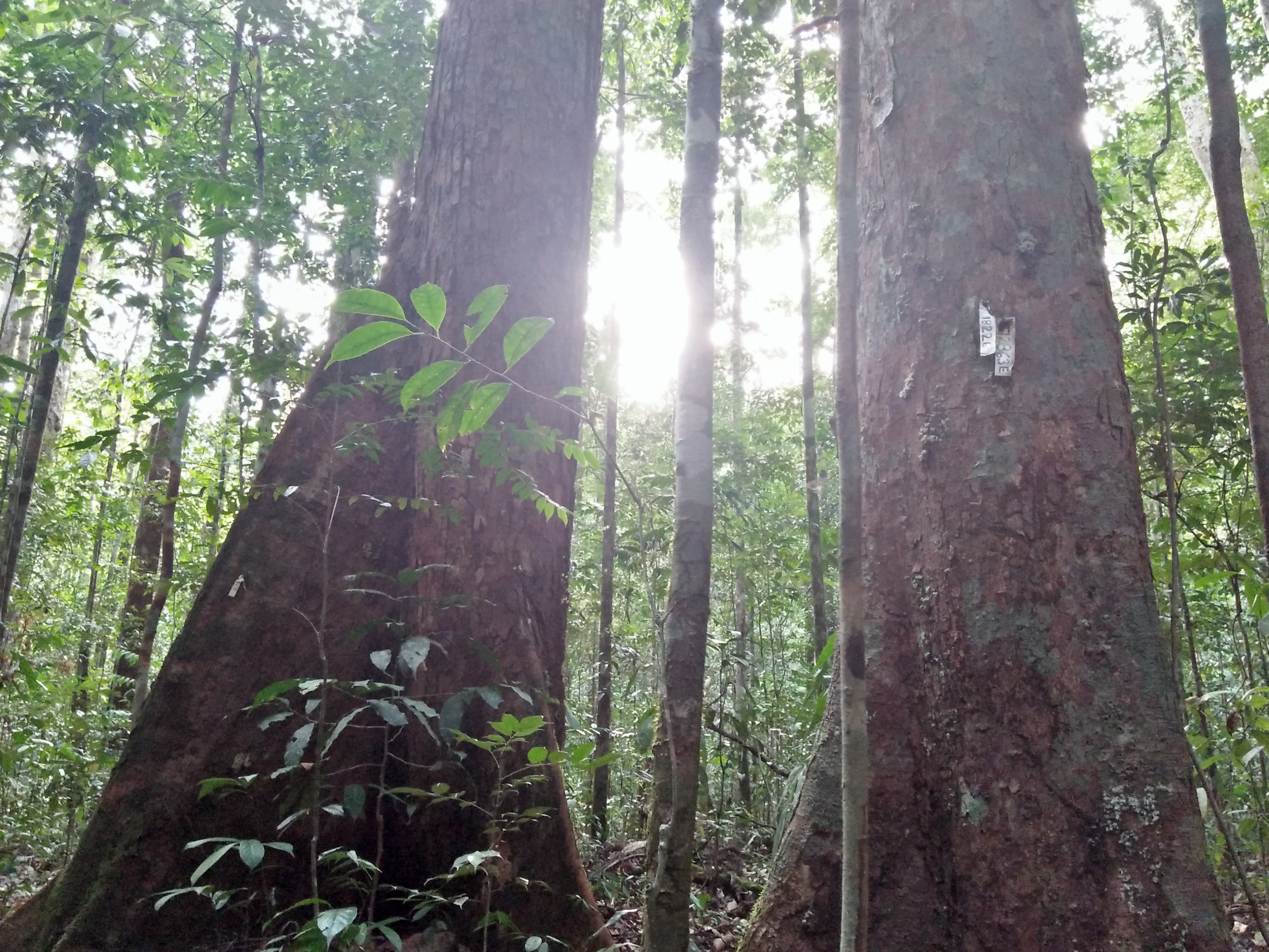 Hendri Gunawan: Asyiknya Mengunjungi Surga Hijau (Hutan Hujan Gunung ...