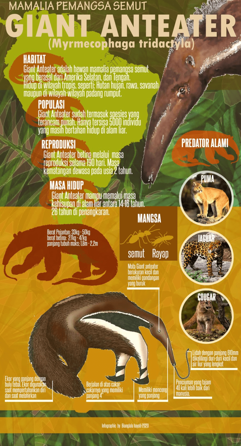 Mengenal Mamalia Pemakan Semut Raksasa dan Penghancur Gundukan Serangga ...