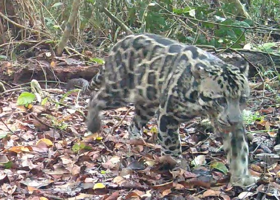 Macan Dahan Kalimantan Terekam Kamera Perangkap di Hutan Desa Padu ...